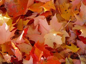 Unusual Fall Foliage Tours and Adventures