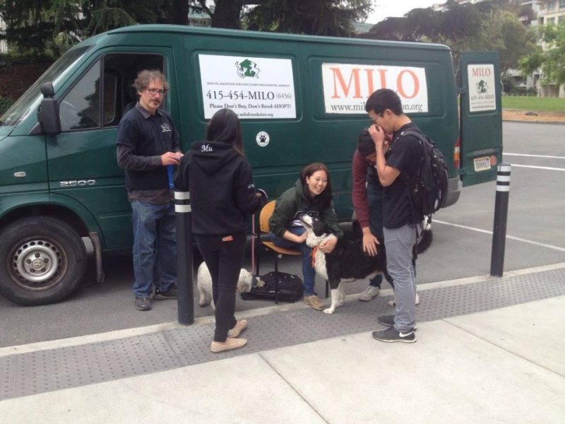 Voluntourism Spotlight: Help Animals with The Milo Foundation