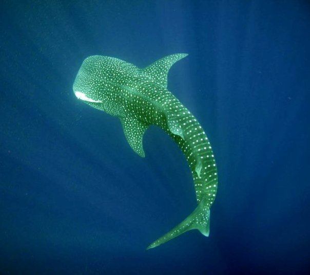 Live Your Own Shark Week: 5 Shark Adventures Around the World