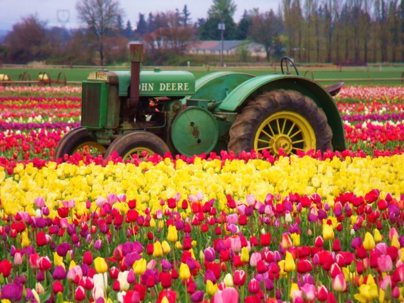 Six Places Where You Can See Spring Flowers Bloom