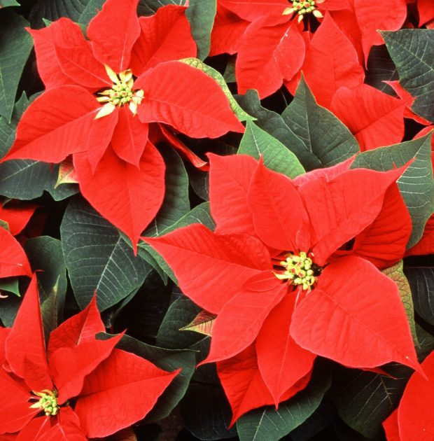 Fiestas de Navidad: Celebrating Christmas in Mexico