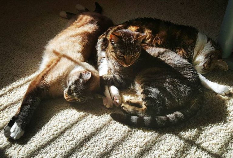 10 Animals Your Kids Should Meet — and Where You Can Find Them