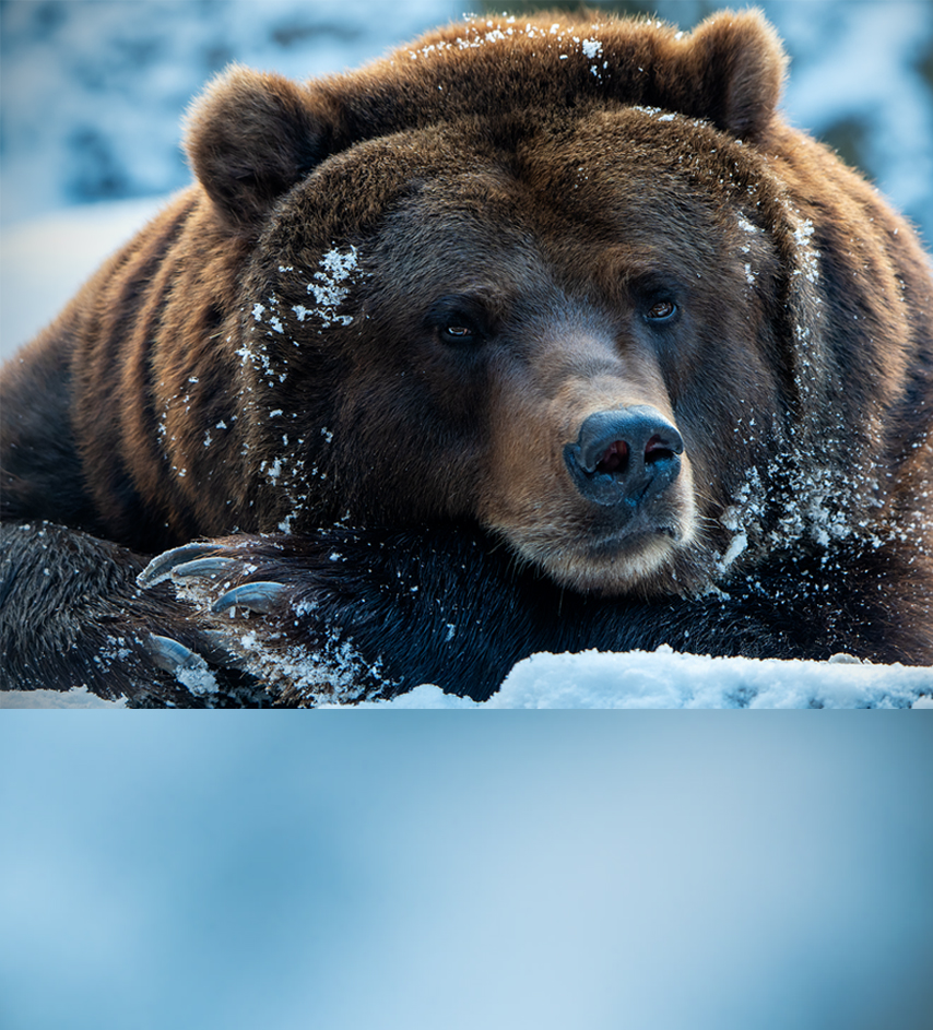 Why You Should Keep Your Distance in National Parks - Peter Greenberg ...